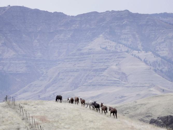 Hard working Forest Service mules and horses enjoy “winter vacation” in ...