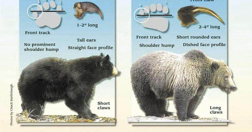 are bear claws illegal