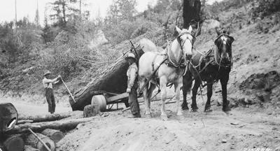 History of Horse Logging in the Clearwater Oct. 19 | Top Stories ...