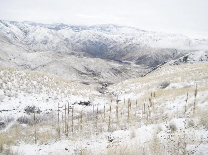 Hard working Forest Service mules and horses enjoy “winter vacation” in ...