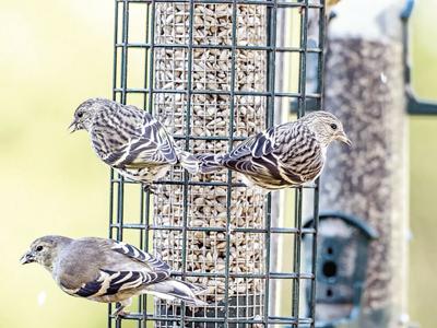 The birds and the seeds: Let’s talk about winter bird feeding | Fish ...