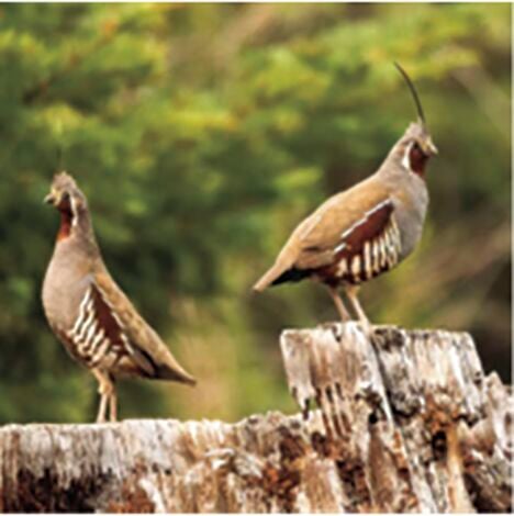 Keep your eyes open for mountain quail while upland bird hunting this ...