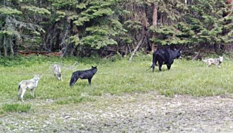 Ranch loses 10 cattle to wolves last year | Top Stories ...