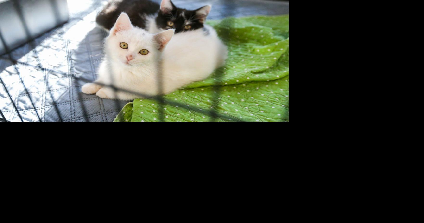 WWVARA awarded $40,000 for neonatal kitten care | | coalvalleynews.com