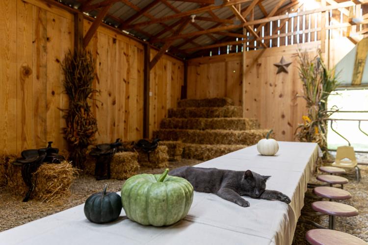 Photos: Wilson Family Farm opens for the season | Multimedia ...