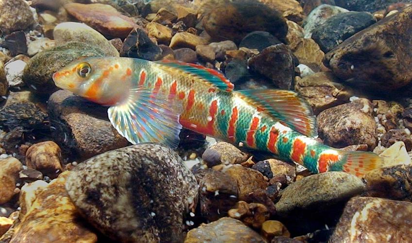 Protection for yellow-spotted salamander, candy darter fish | News ...