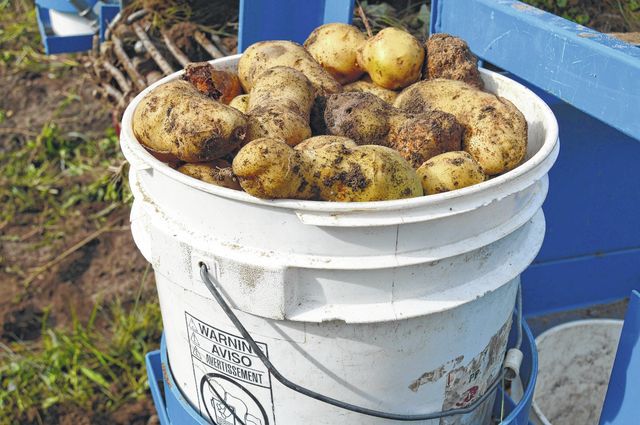 Potato, Po-tat-o | News | coalvalleynews.com