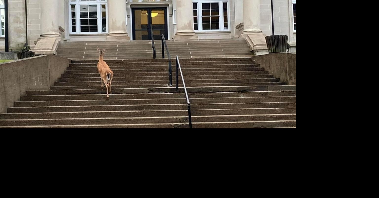 Oh Deer, I have jury duty | News | coalvalleynews.com