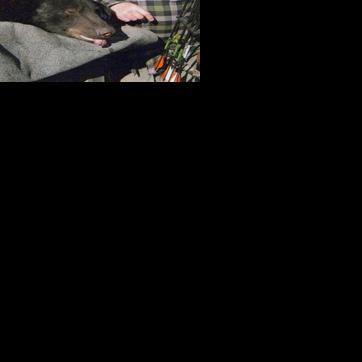 JOE SYLVESTER TAGLIENTE | Swvcoalvalley | coalvalleynews.com