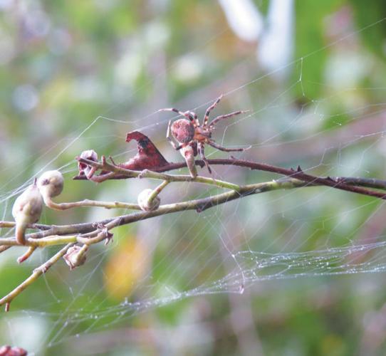 Spider webs make for some sticky situations | News | coalvalleynews.com