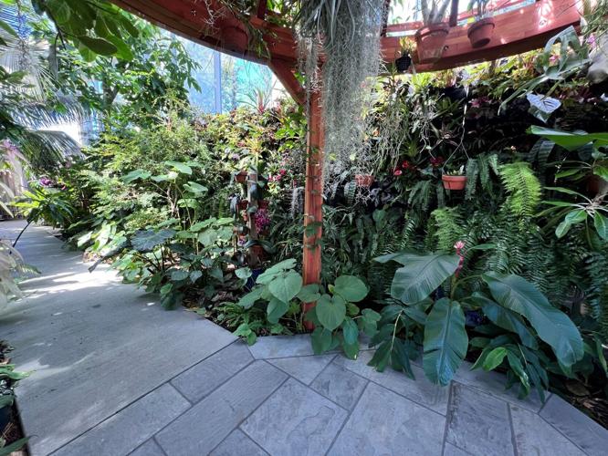 'Living Wall' now on view at Museum of Art conservatory | News ...