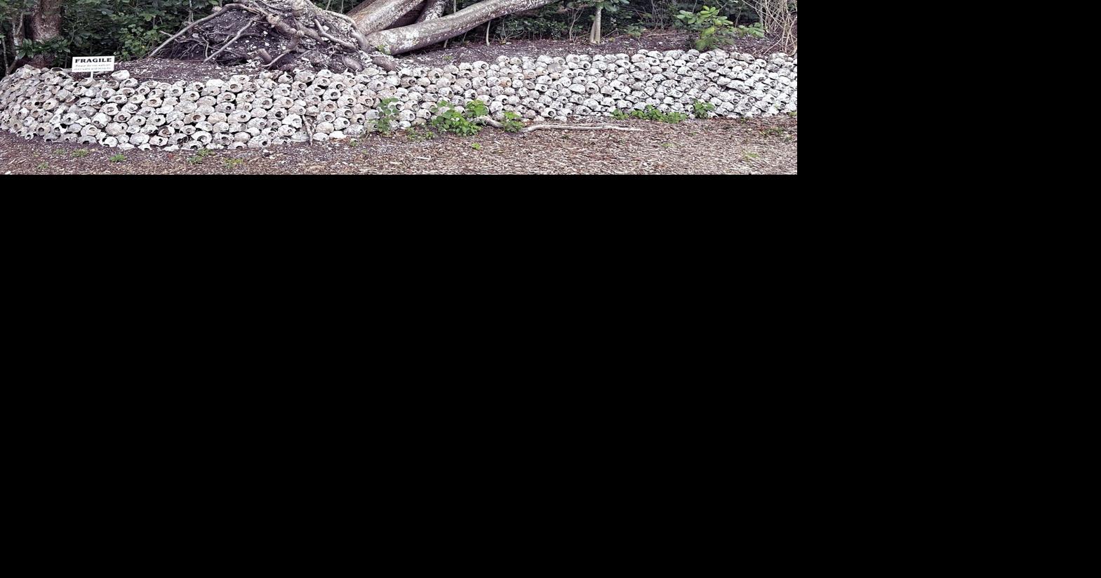 Conservation Collier: Years in Review | News | coastalbreezenews.com