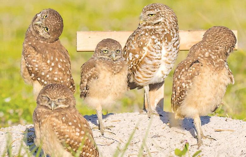 burrowing owl guidelines