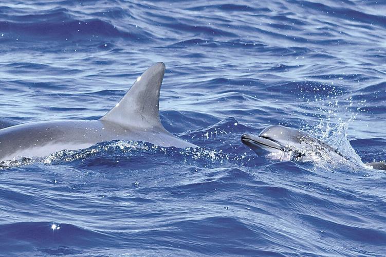 Spinner Dolphins of Hawaii And the Rest of the World | Stepping Stones ...