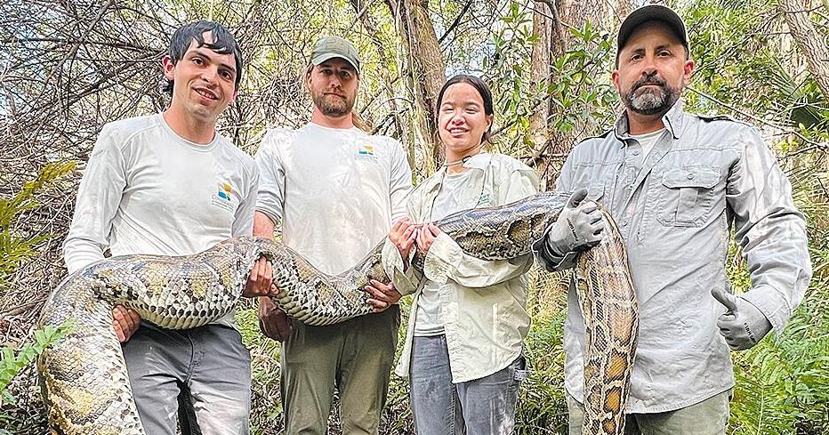 Conservancy Surpasses Burmese Python Removal Milestone | Environment ...