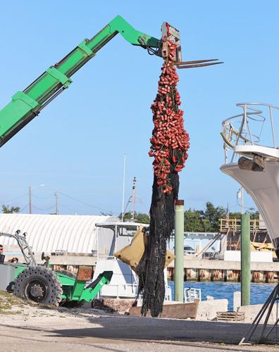 Discarded Fishing Net Removed in Keys | Lifestyles | coastalbreezenews.com