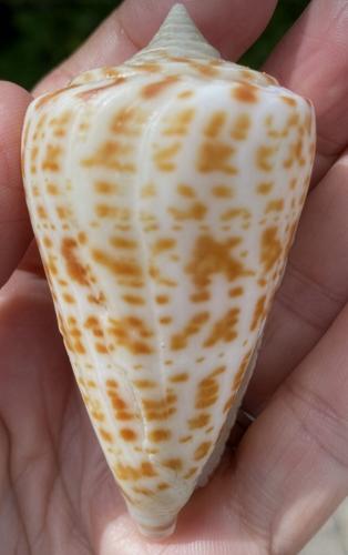 are conch shells valuable