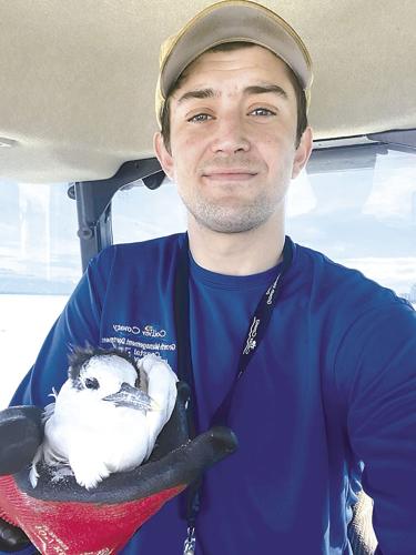 Red Knots Arriving at Residents Beach | Lifestyles | coastalbreezenews.com
