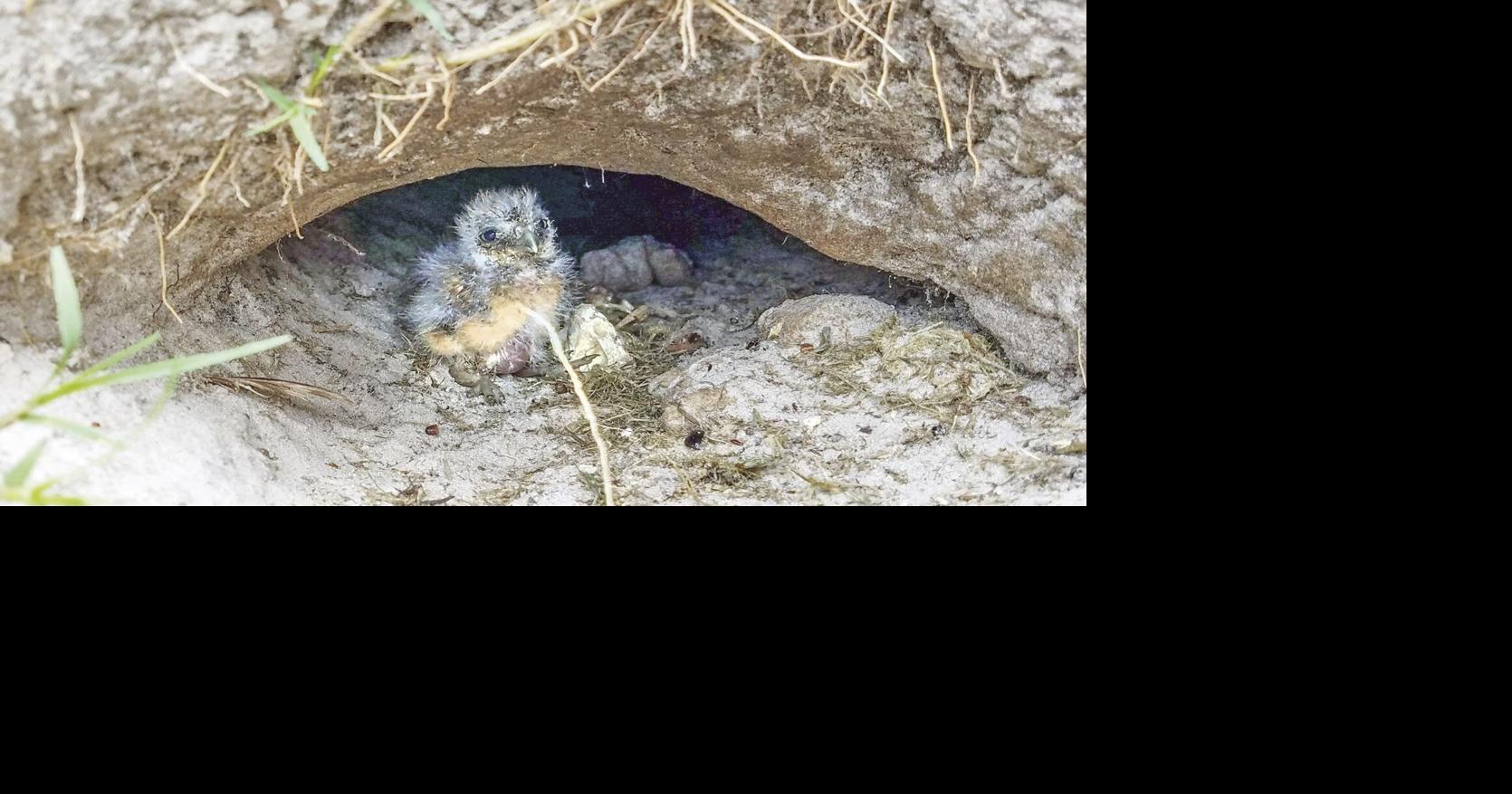 CHICK AGING | | coastalbreezenews.com
