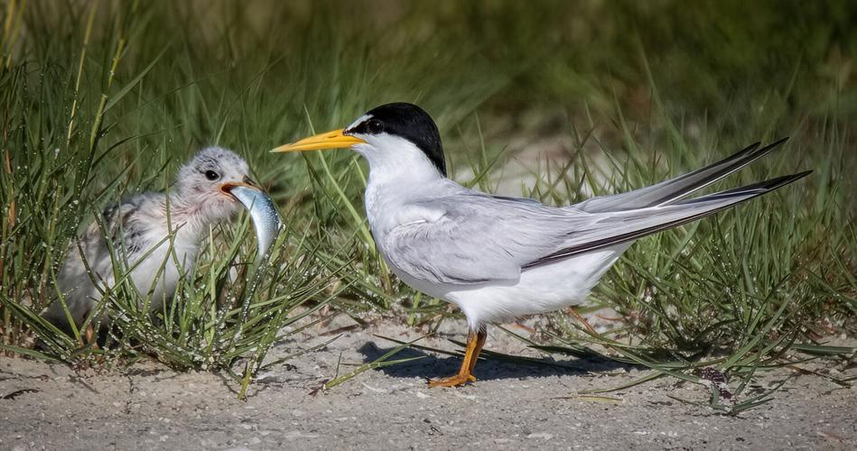 Watch Out for Wildlife on Big Marco Pass | Environment ...