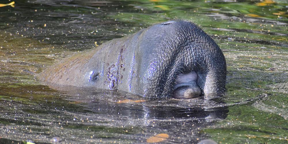 estuaries animals examples