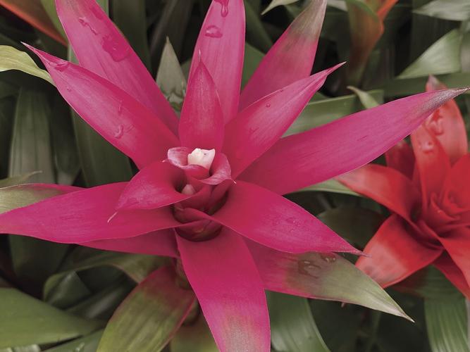 Bromeliads with Bright Star Flowers | Environment | coastalbreezenews.com