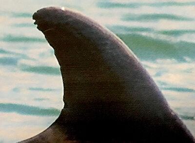 Meet Your Area Dolphins | Meet Victoria | News | coastalbreezenews.com