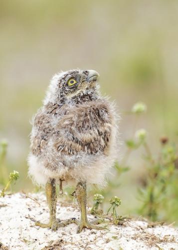 CHICK AGING | | coastalbreezenews.com