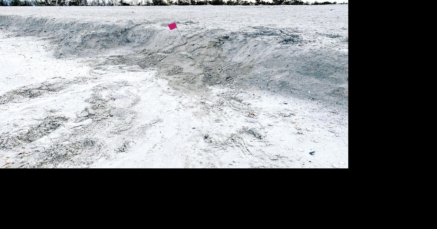 Sea Turtle Nesting and Marco Beach Berm Project | Environment ...