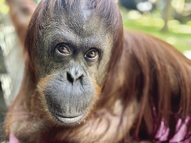 Going Ape Over Apes | Environment | coastalbreezenews.com