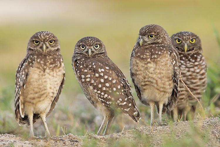 CHICK AGING | | coastalbreezenews.com