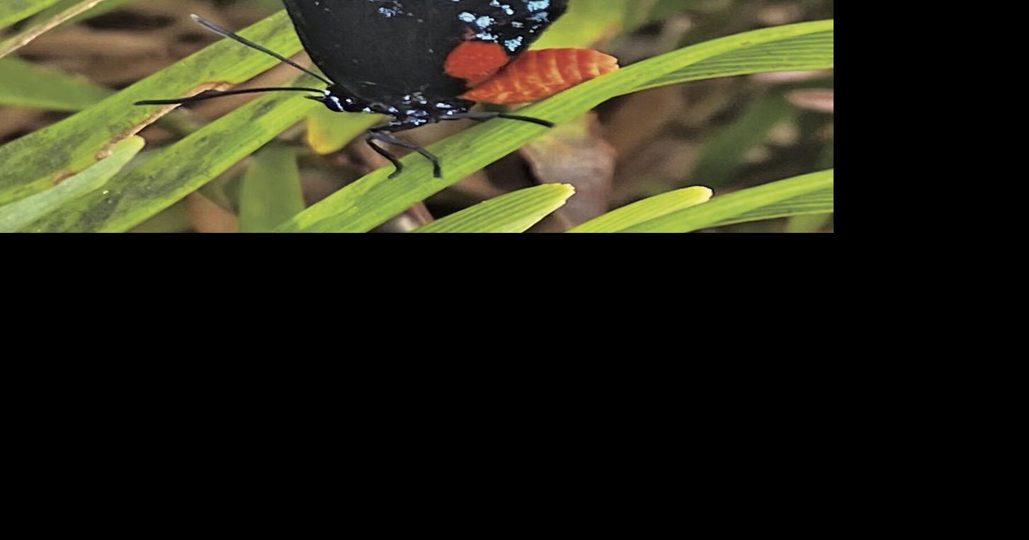 Atala Butterfly Fluttering Back from Near Extinction | Environment ...