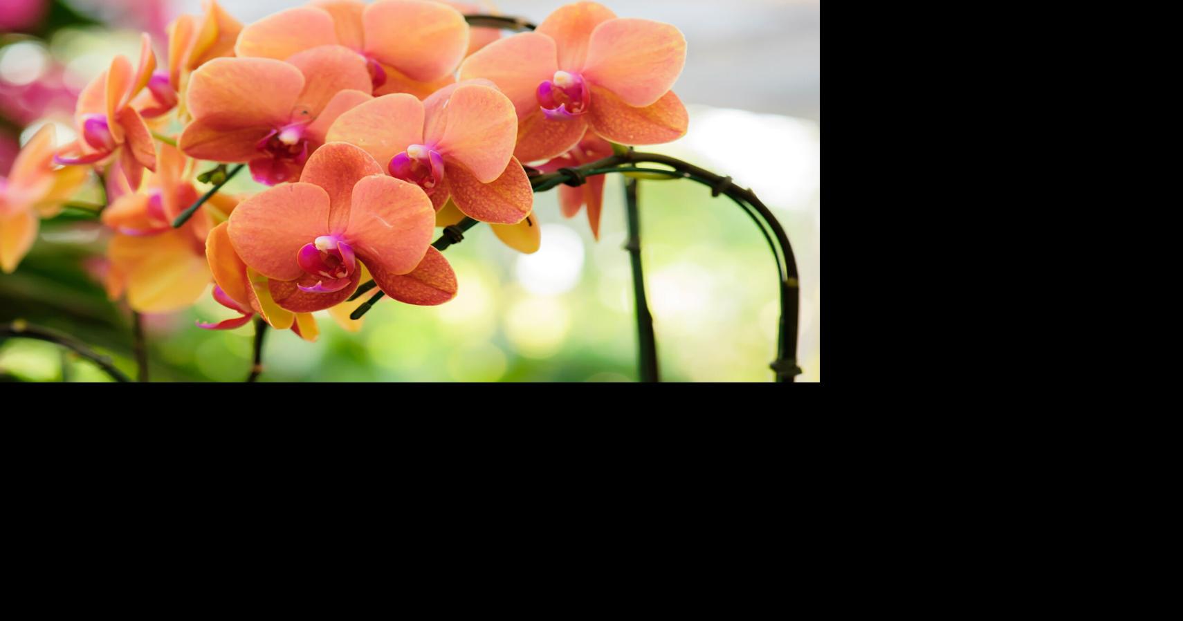 Orchid Club Season Meetings | Clubs & Organizations | coastalbreezenews.com