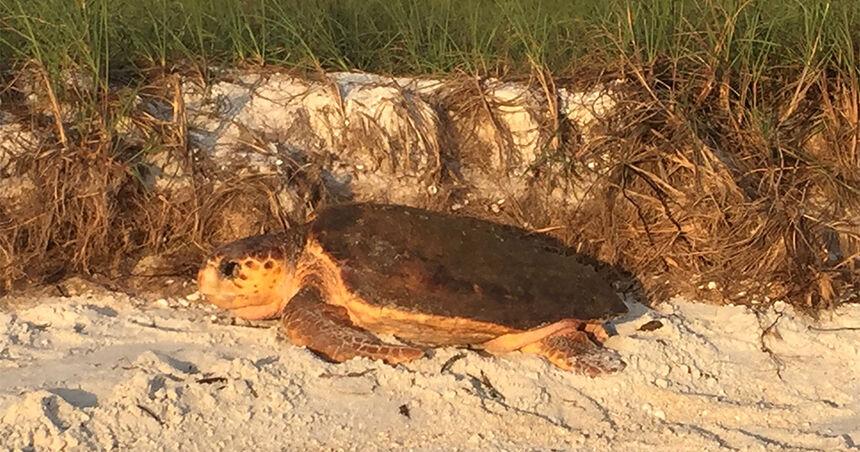 Weekly Sea Turtle Report | News | coastalbreezenews.com