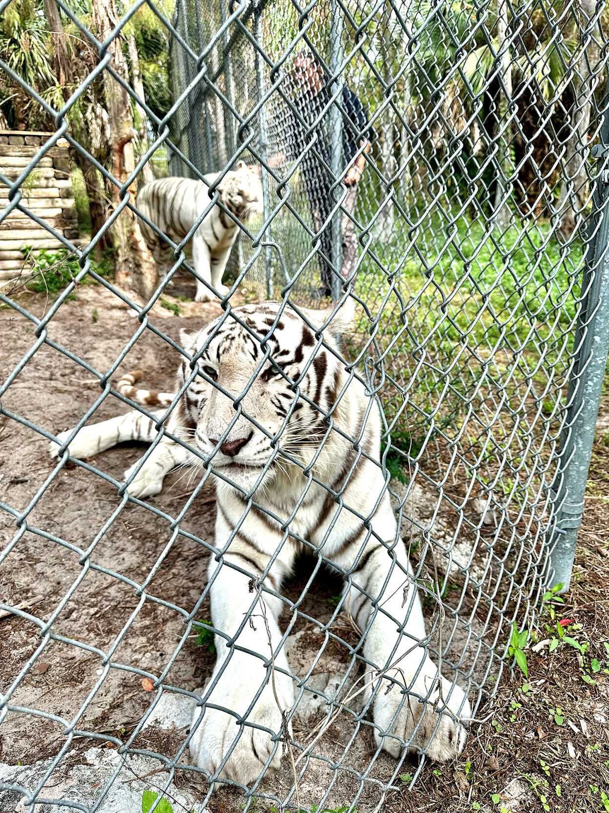 Kowiachobee Deepens Human-Animal Connections | Environment | coastalbreezenews.com