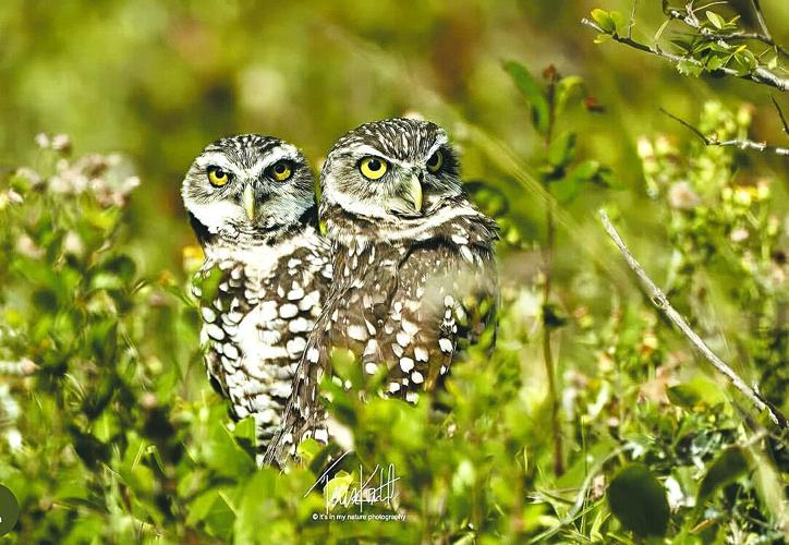 Give a Hoot | Environment | coastalbreezenews.com