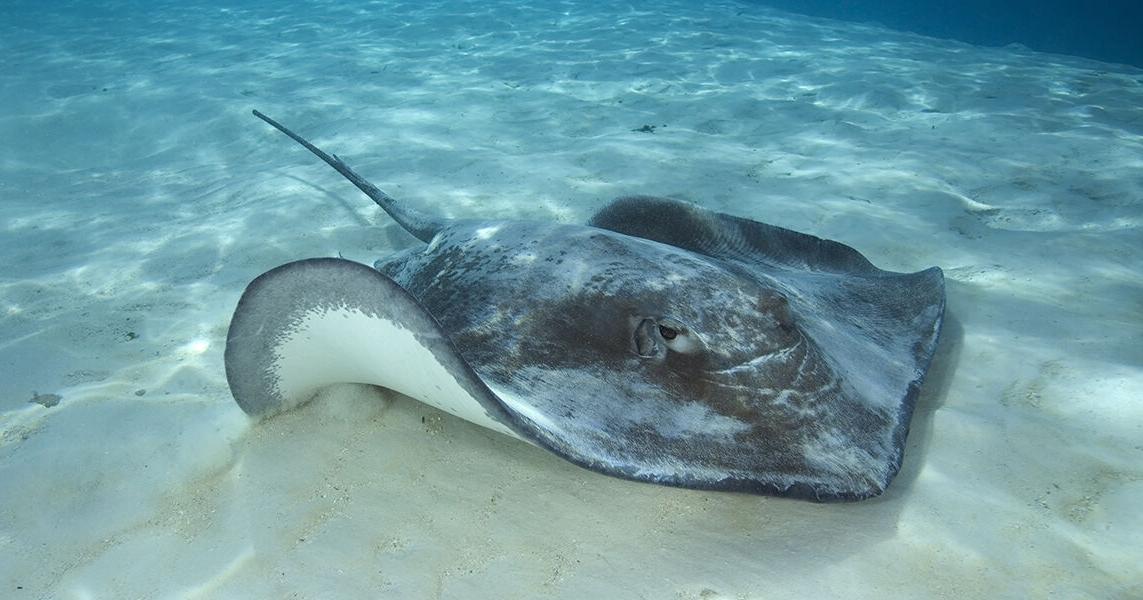 Do the Stingray Shuffle! | News | coastalbreezenews.com