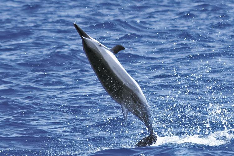 Spinner Dolphins of Hawaii And the Rest of the World | Stepping Stones ...