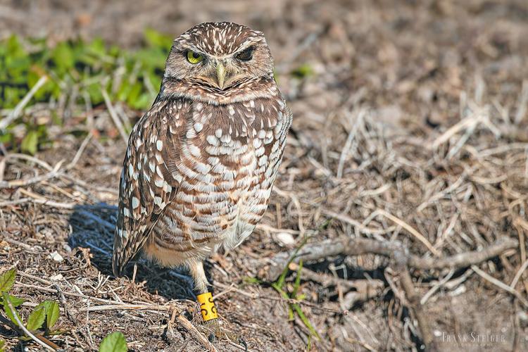Training to be an Owl Monitor | Lifestyles | coastalbreezenews.com