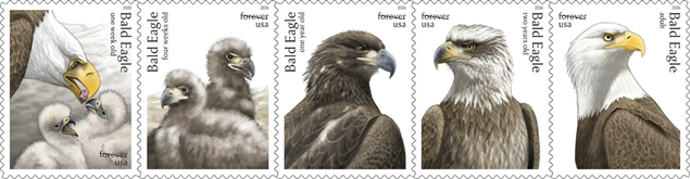 Bald Eagle Stamps Take Flight | News | coastalbreezenews.com