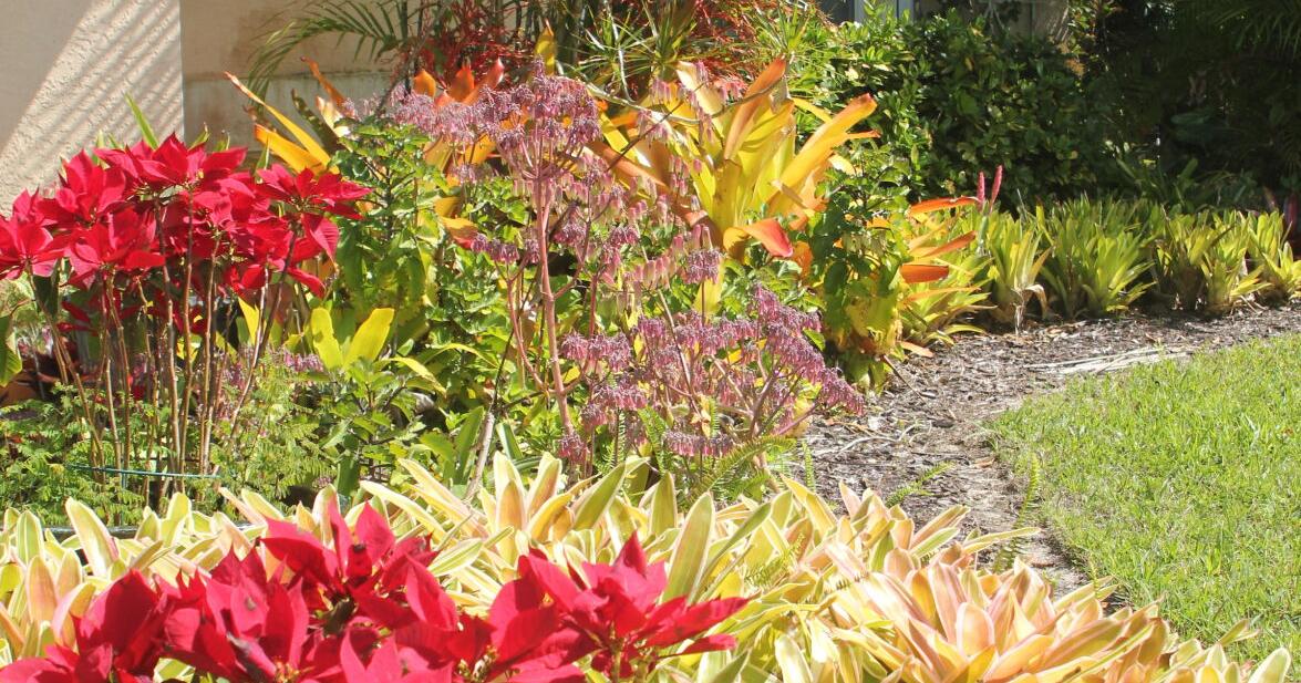 Marco in Bloom Accepting Nominations | News | coastalbreezenews.com