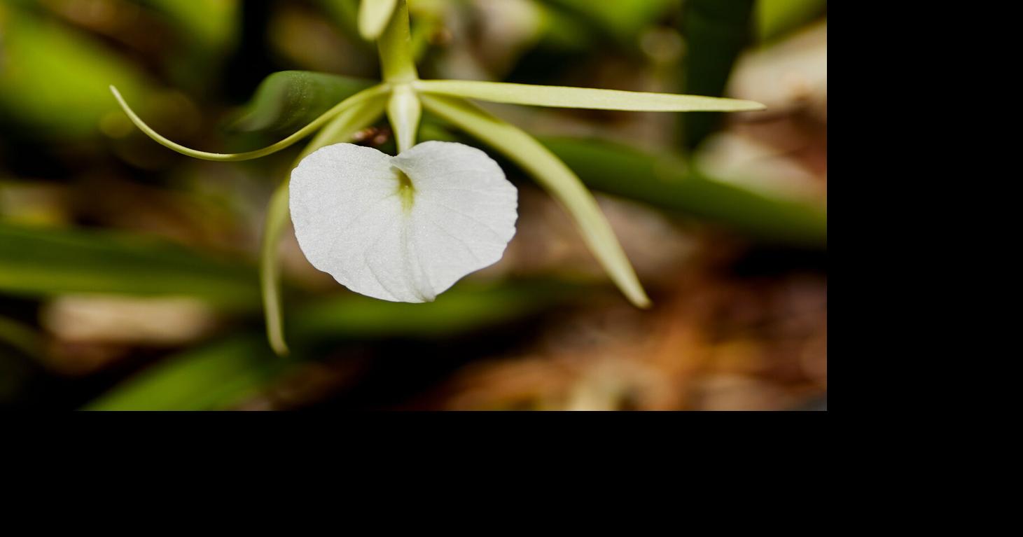 Award-winning Orchid Grower Speaking at Orchid Club | Clubs ...