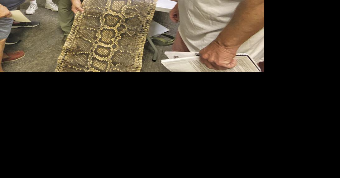 Burmese Pythons in Florida | Environment | coastalbreezenews.com