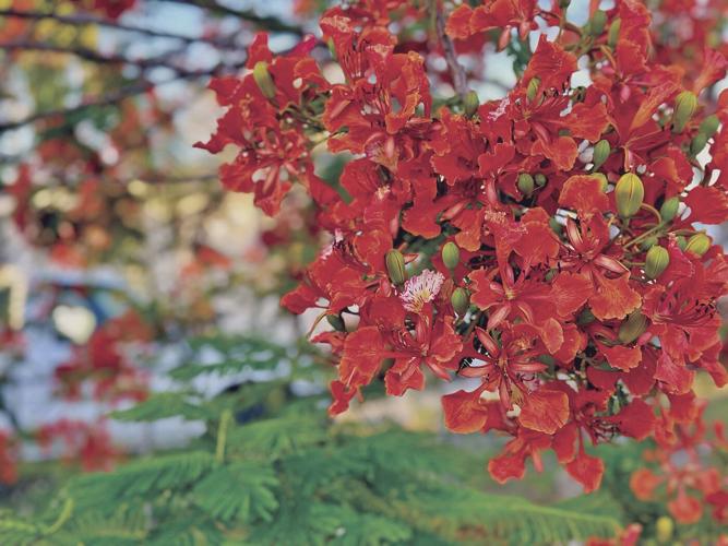 Gorgeous Goodland | News | coastalbreezenews.com