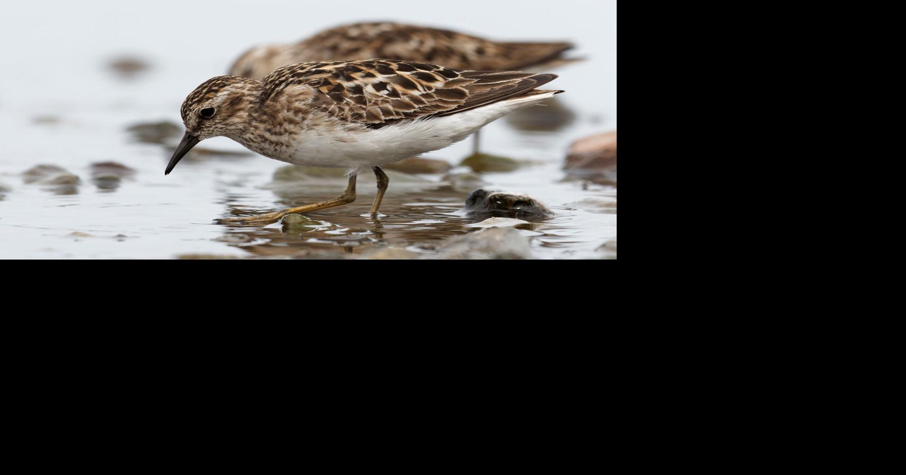 Magnificent Migrators | Environment | coastalbreezenews.com
