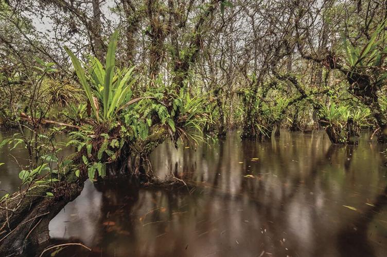 Bringing Everglades Awareness to a New Generation | Environment ...