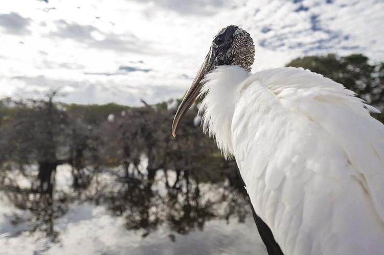 Bringing Everglades Awareness to a New Generation | Environment ...