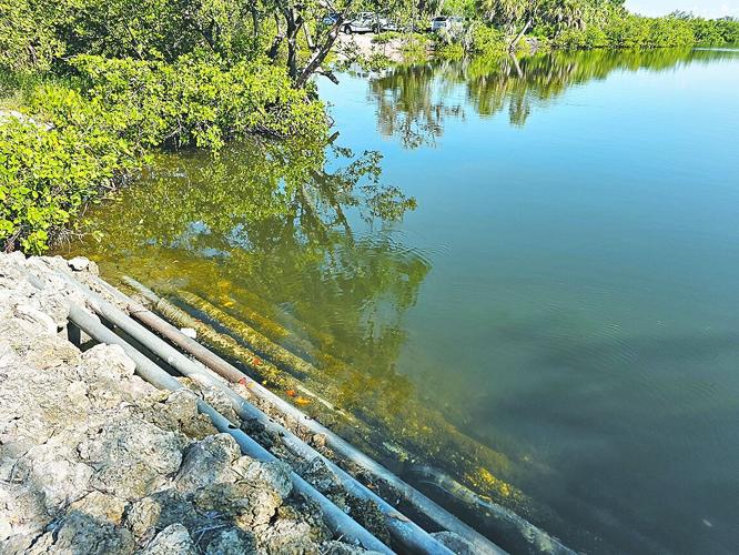 Endangered Sawfish Rescued from Tidal Pond | Environment ...