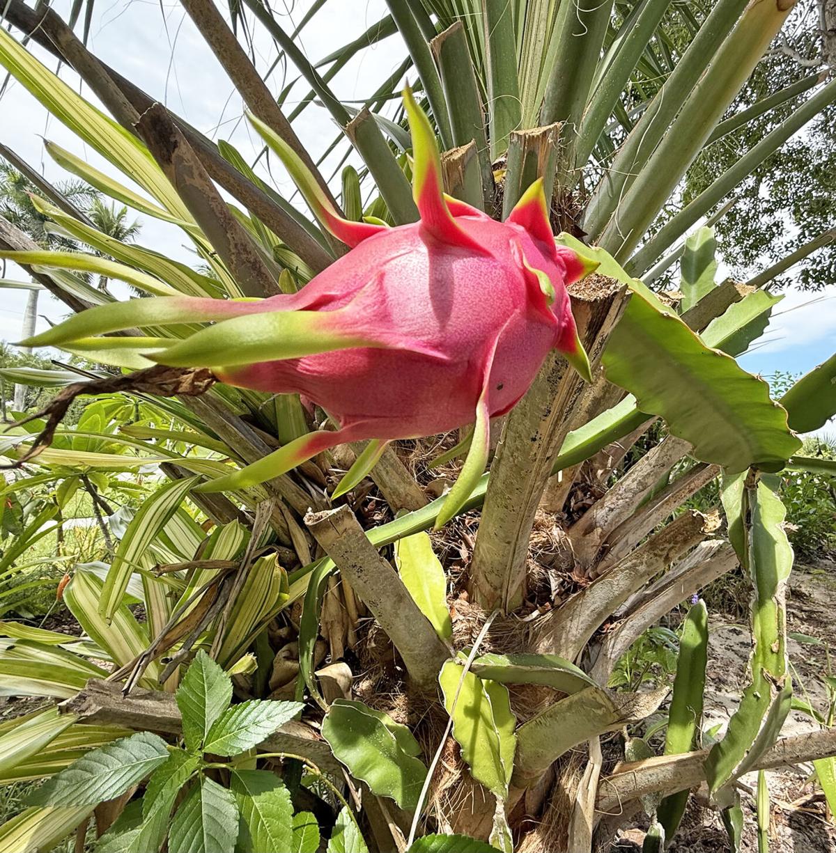 dragon fruit fruit tree