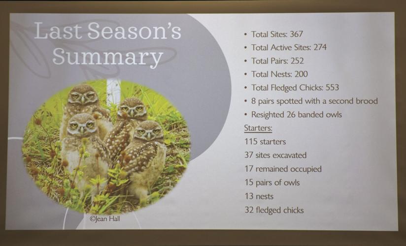 Giving a Hoot During Burrowing Owl Nesting Season | Environment ...